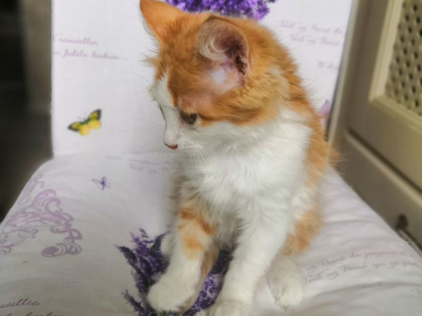 Котенок сибиряк