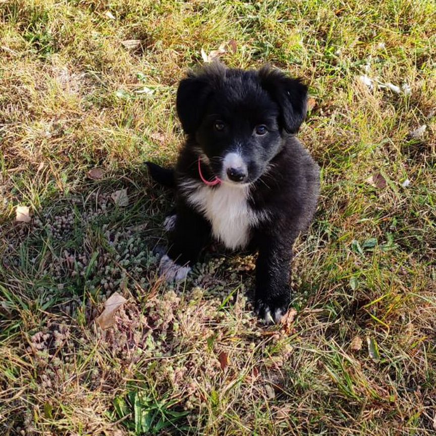 Щенок в добрые руки