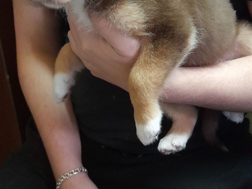 Щенок в добрые руки