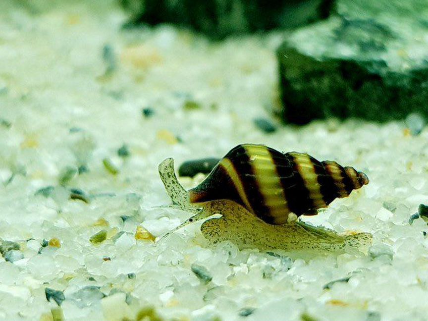 Улитки Хелена бесплатно