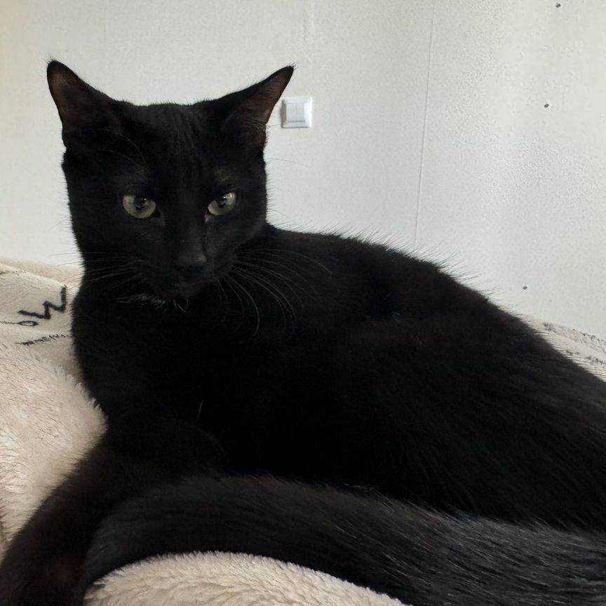 Взрослая, кошка в добрые руки