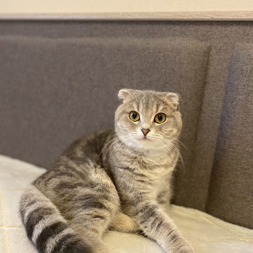 Шотландская вислоухая кошка
