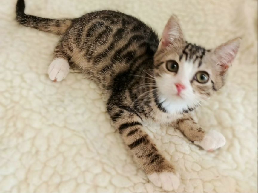 Ласковый и ручной котёнок в дар