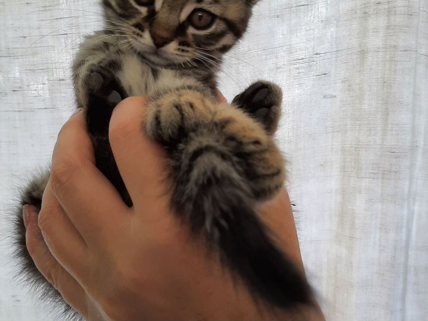 Кошка в дар бесплатно