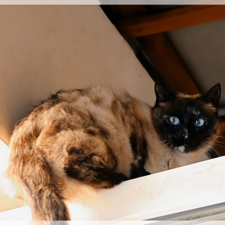 Сиамский котёнок