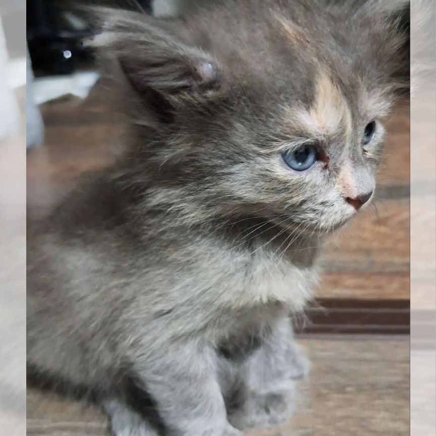 Ориентальный котёнок