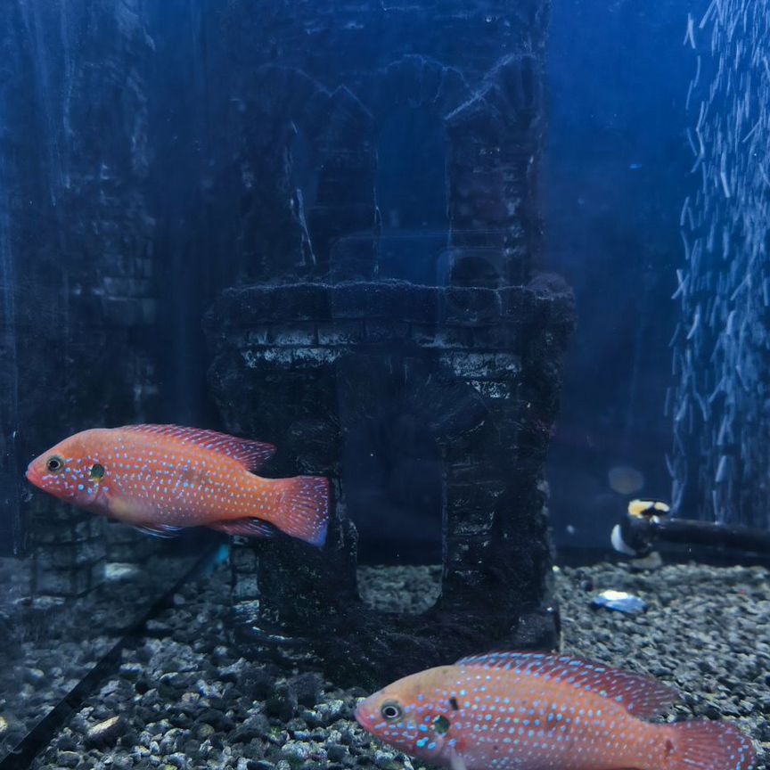 Хромиус красавец. 3шт