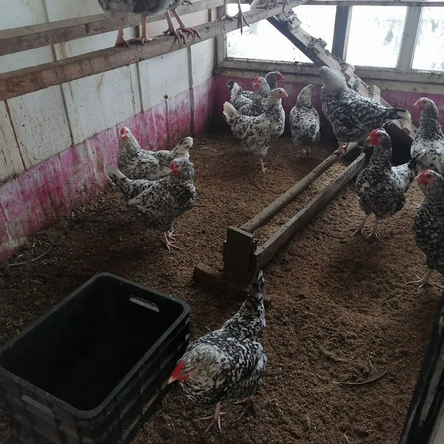 Куры пушкинская порода