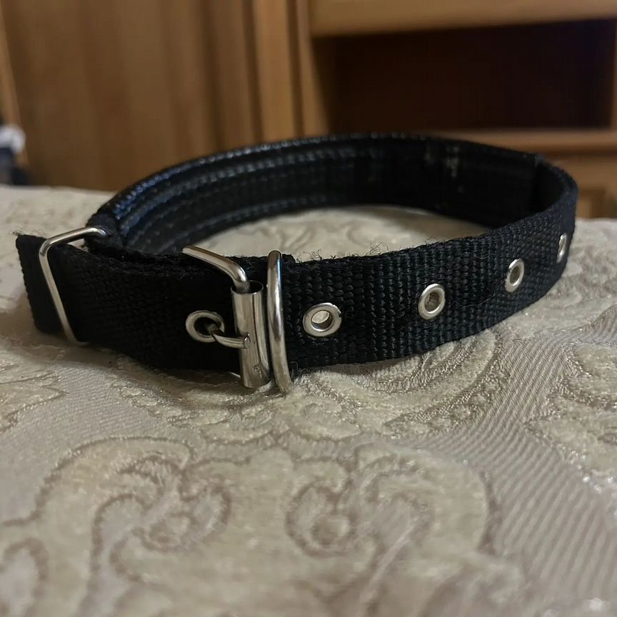 Амуниция для собак