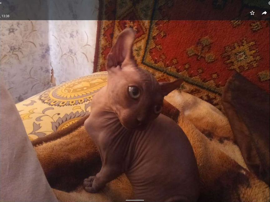 Канадский сфинкс эльф