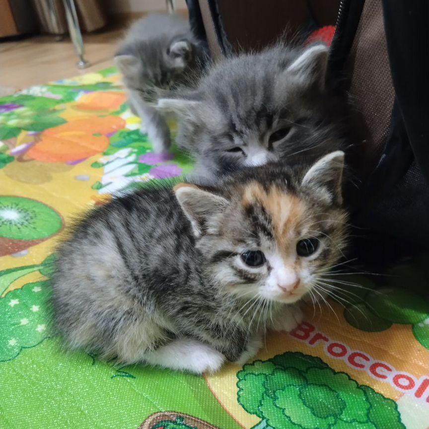 Котята прелестные бесплатно. Возможна доставка