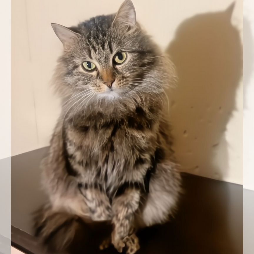 Сибирская, взрослая кошка