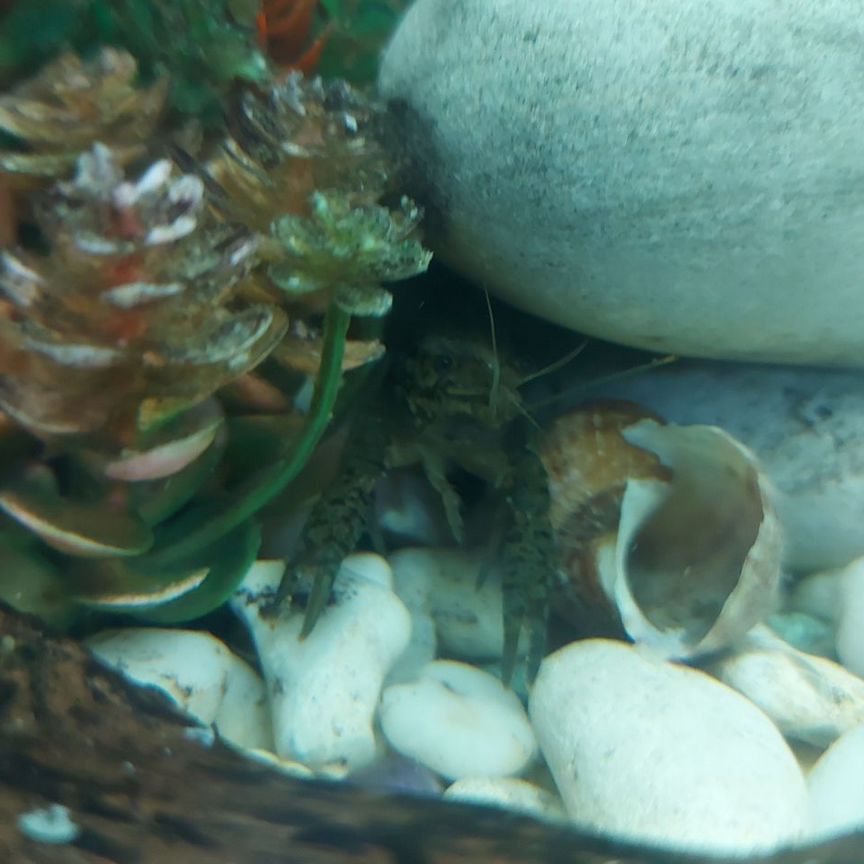 Аквариумные карликовые раки