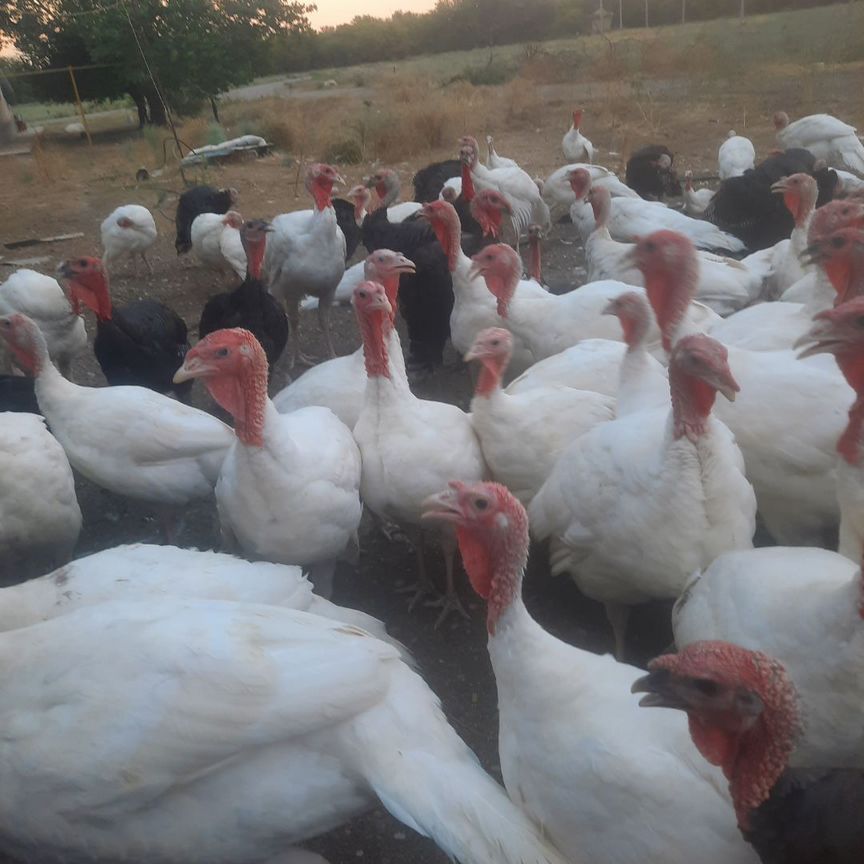 Продам индюков