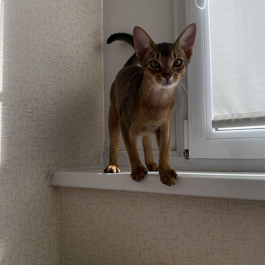 Абиссинский кот вязка