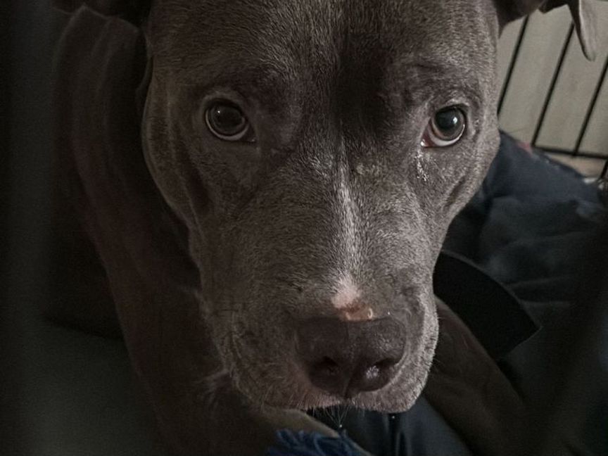 Стаффорд в добрые руки