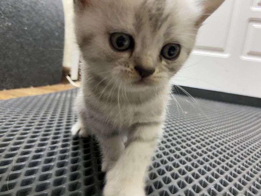 Шотландский прямоухий породистый котенок