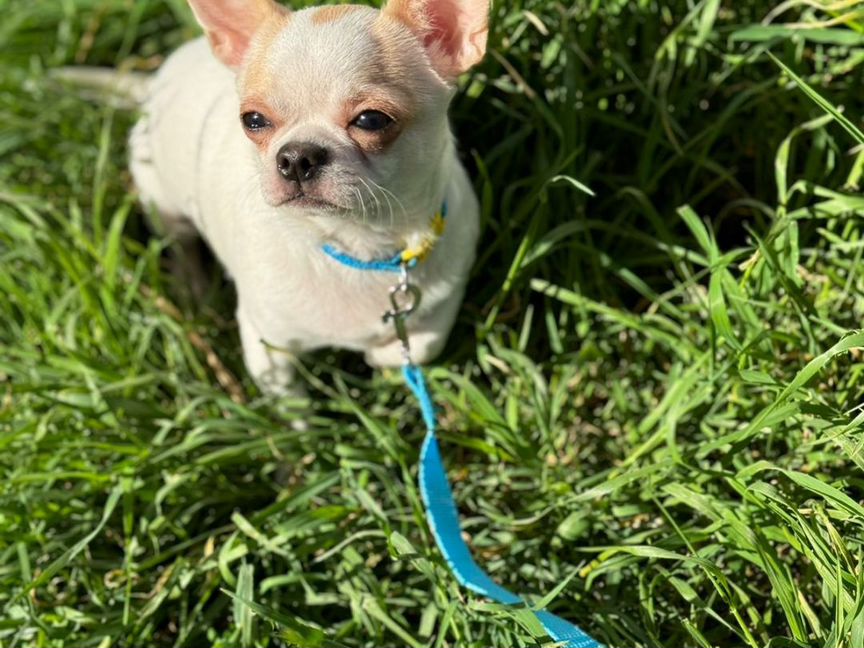 Щенки чихуахуа