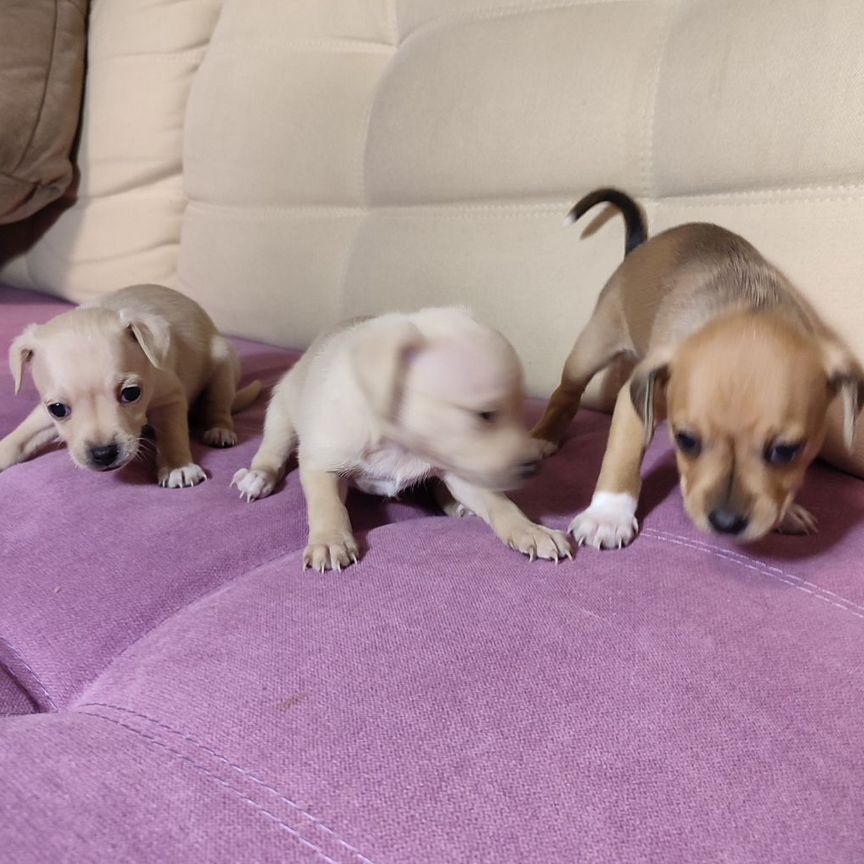 Русский той-терьер, щенок