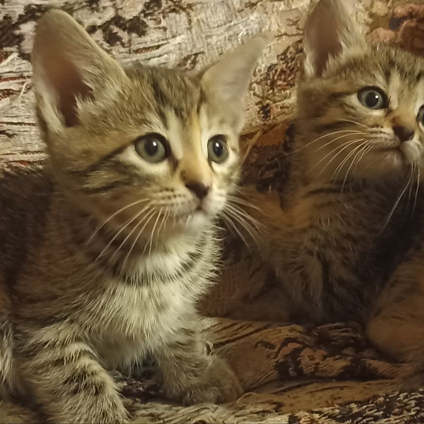 Отдам котят в добрые руки