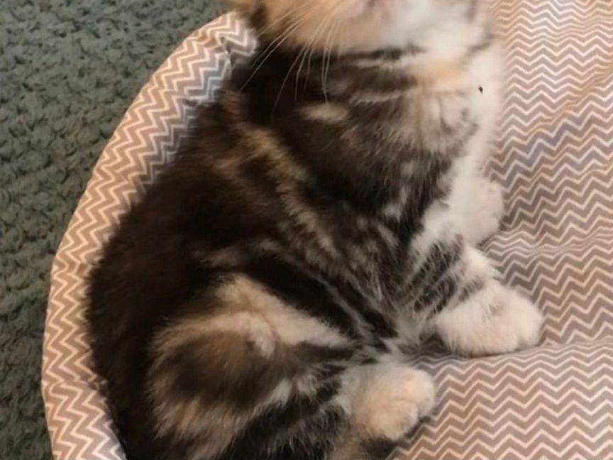 Кошечка Лили