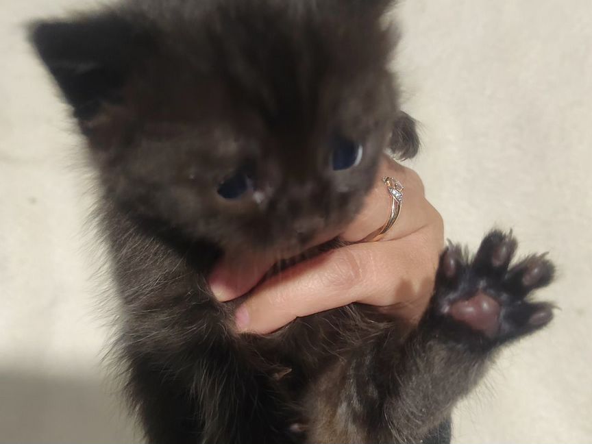 Шотландские котята