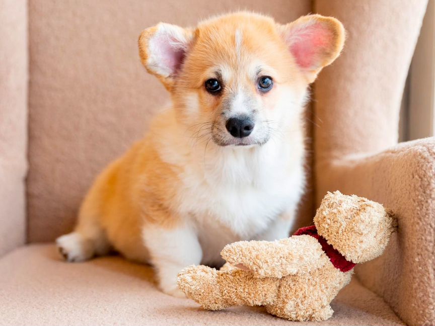 Вельш-корги пемброк щенок мальчик