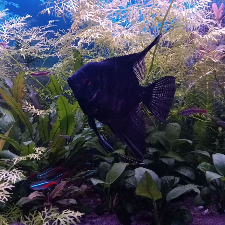 Продам пару скалярий