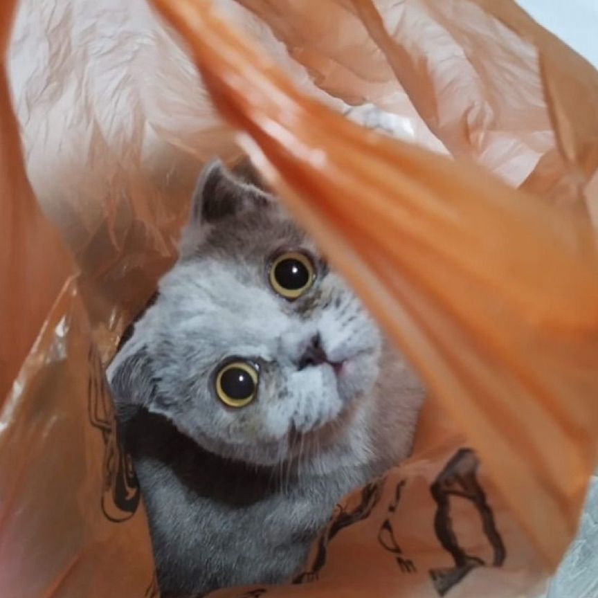 Шотландская кошка