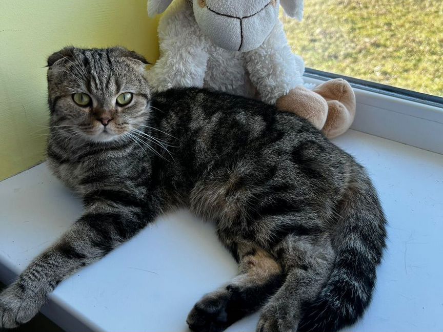 Кошка в дар