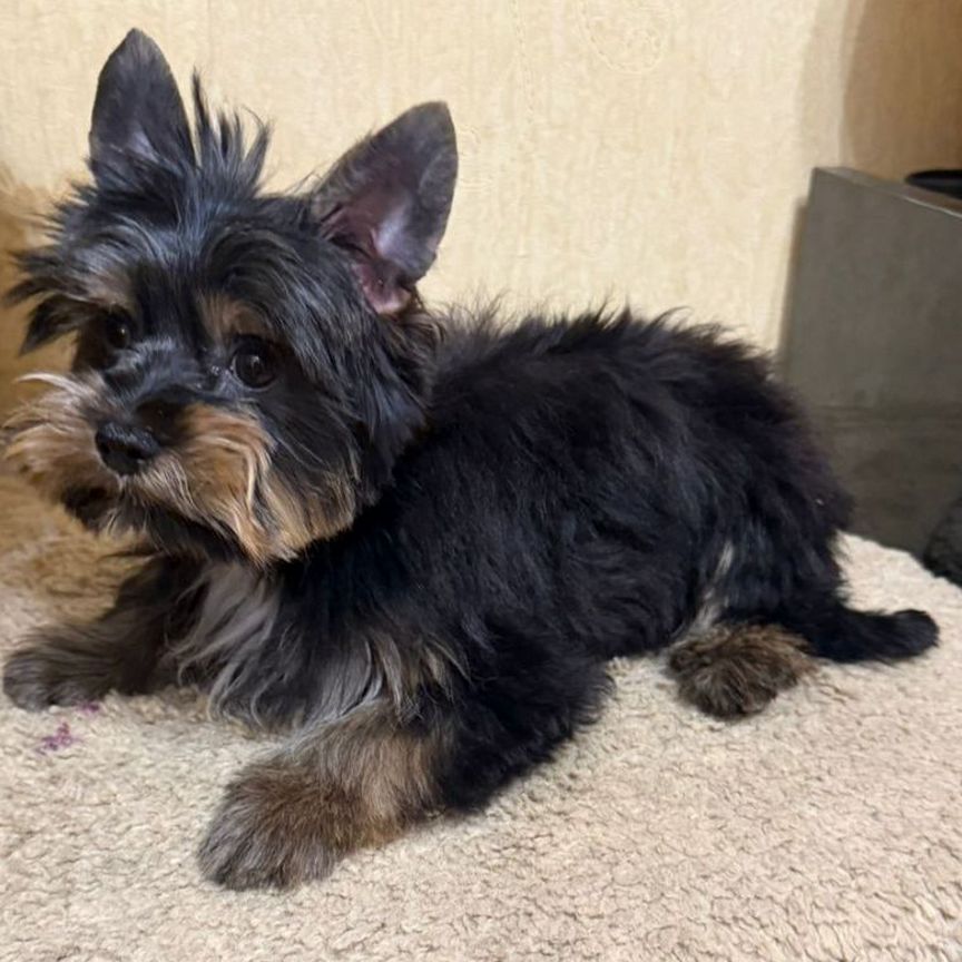 Йоркширский терьер, щенок