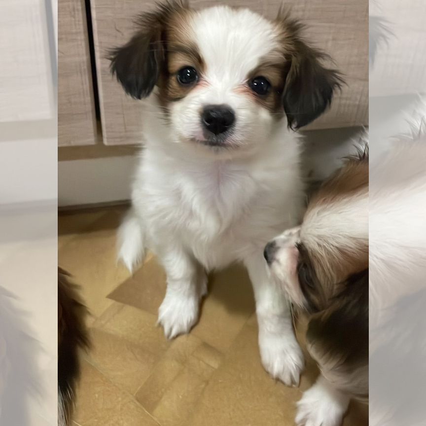 Континентальный той-спаниель папильон, щенок