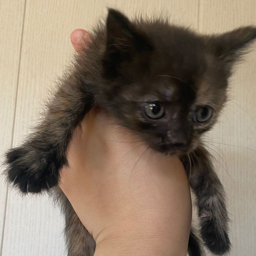 Котёнок в добрые руки