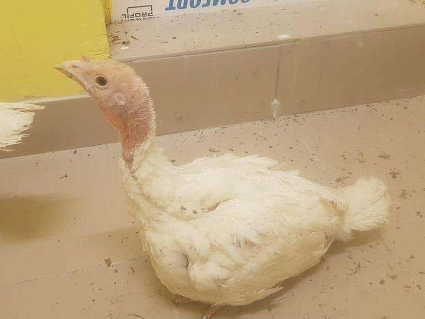 Индюшата биг 6