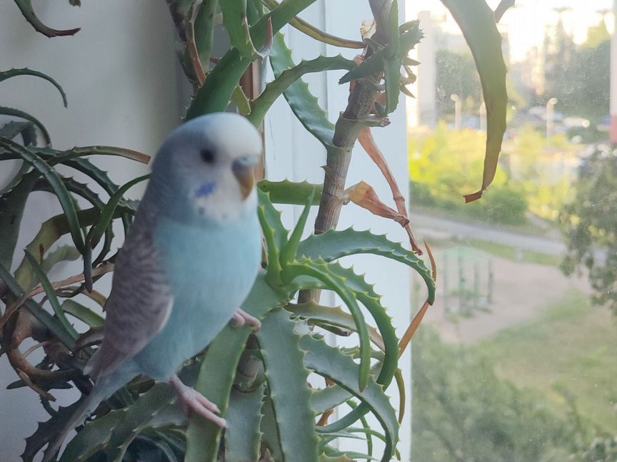 Волнистый попугай