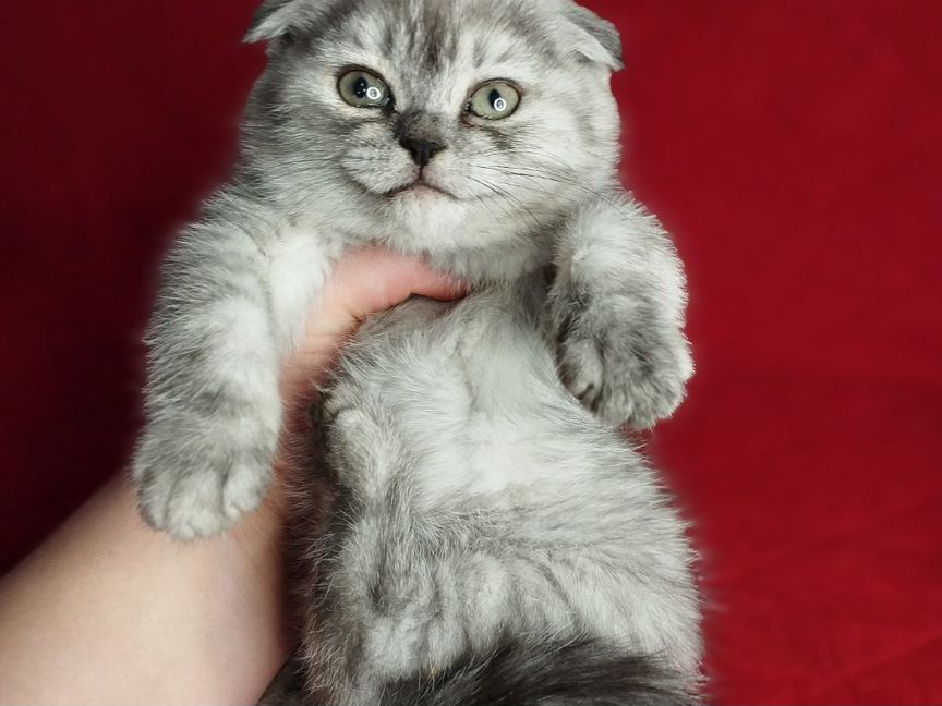 Шотландские котята плюшевые медвежата
