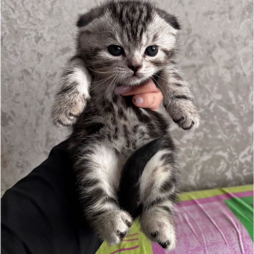 Шотландский вислоухий короткошёрстный котёнок