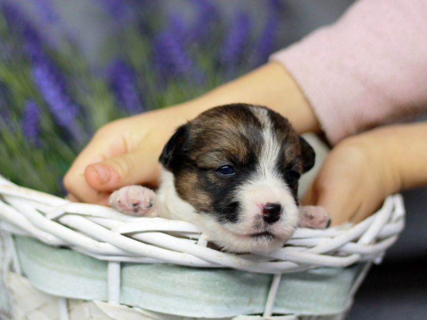 Щенки джек Рассел терьер