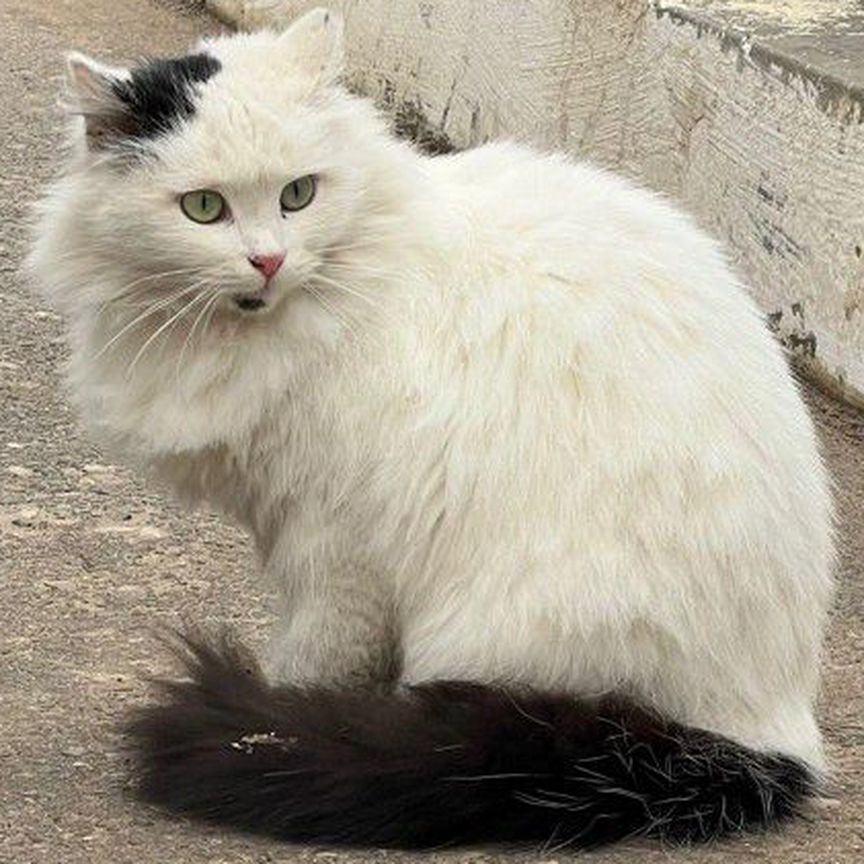 Брошенная кошка ищет дом