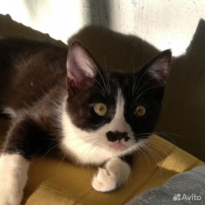 Британская кошечка Чарли Чаплин