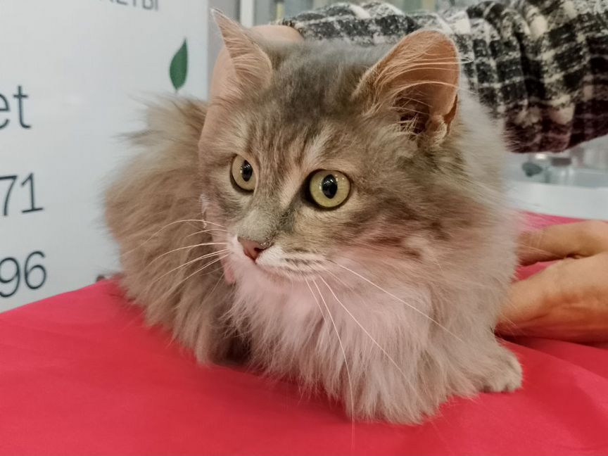 Кошка