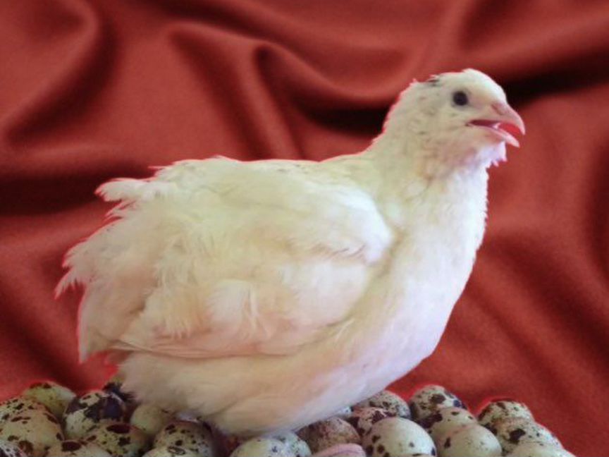 Перепела продажа