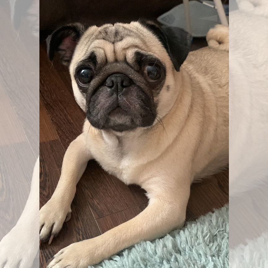 Мопс, взрослая собака