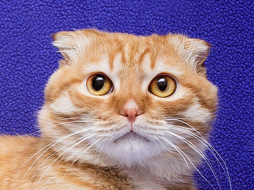 Вислоухий кот ищет семью