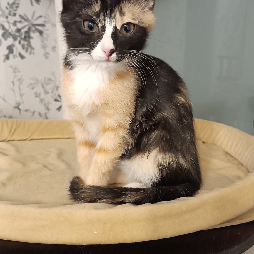 Кошечка разноцветная