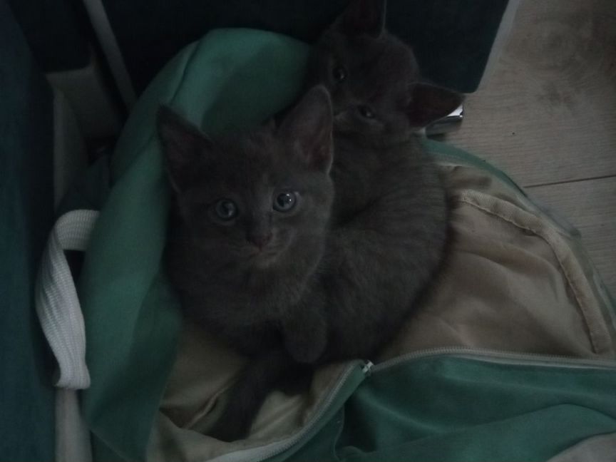 Котята в добрые руки