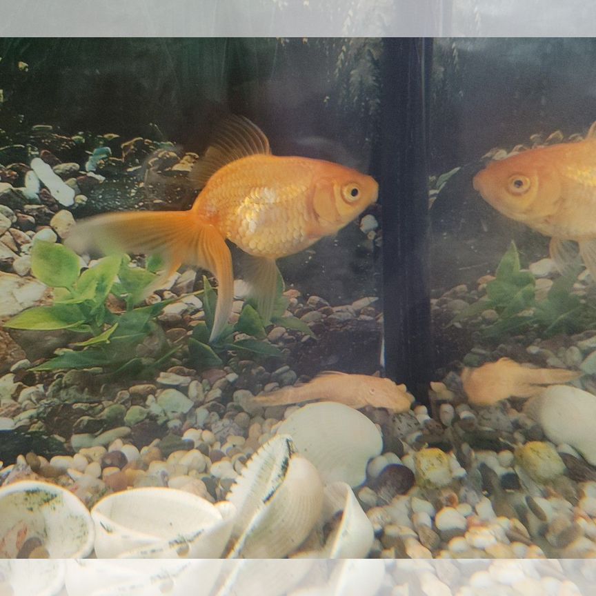 Золотая рыбка