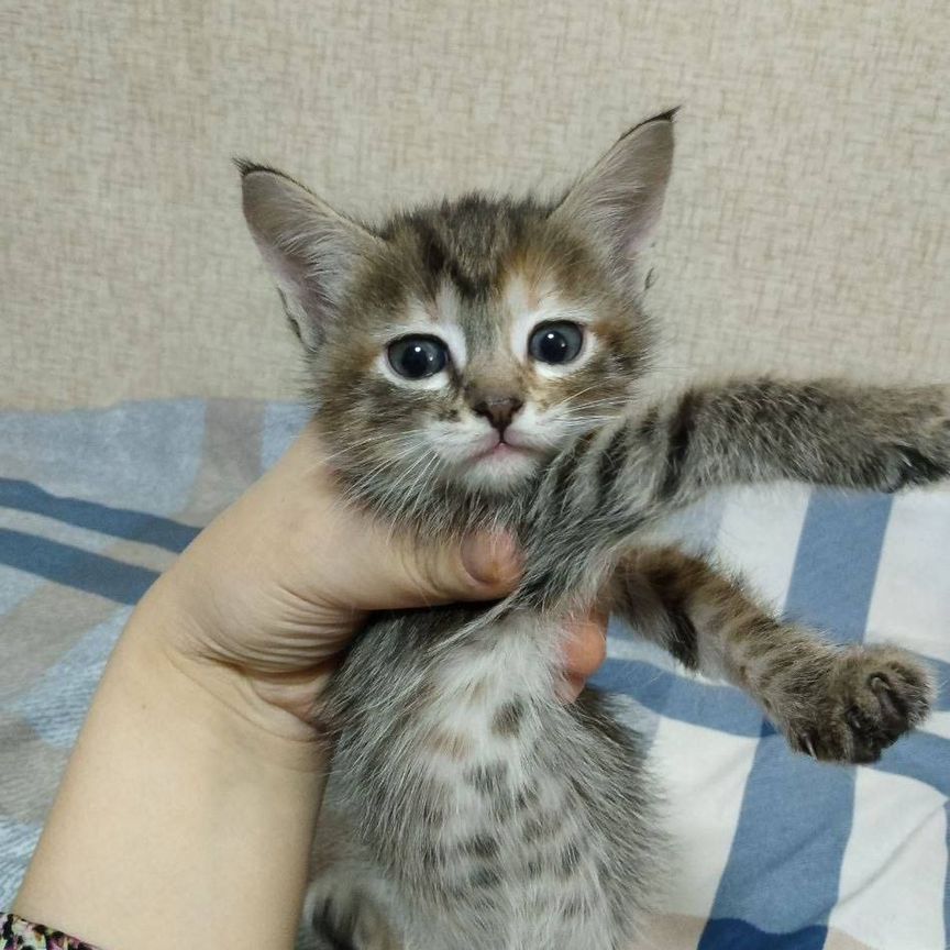 Кошечка в добрые руки