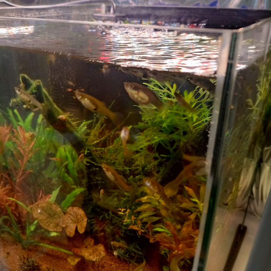 Самки гуппи