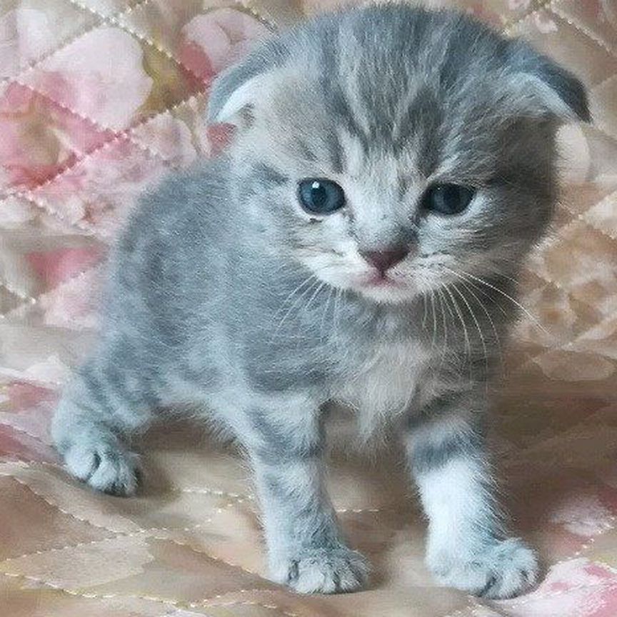 Шотландские-плюшки